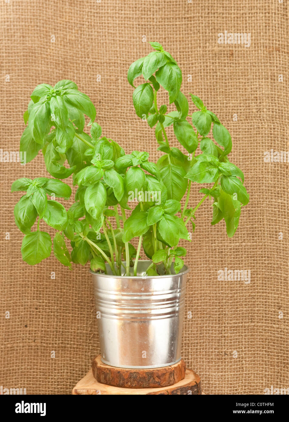 Basil herb pot still life hi-res stock photography and images - Alamy