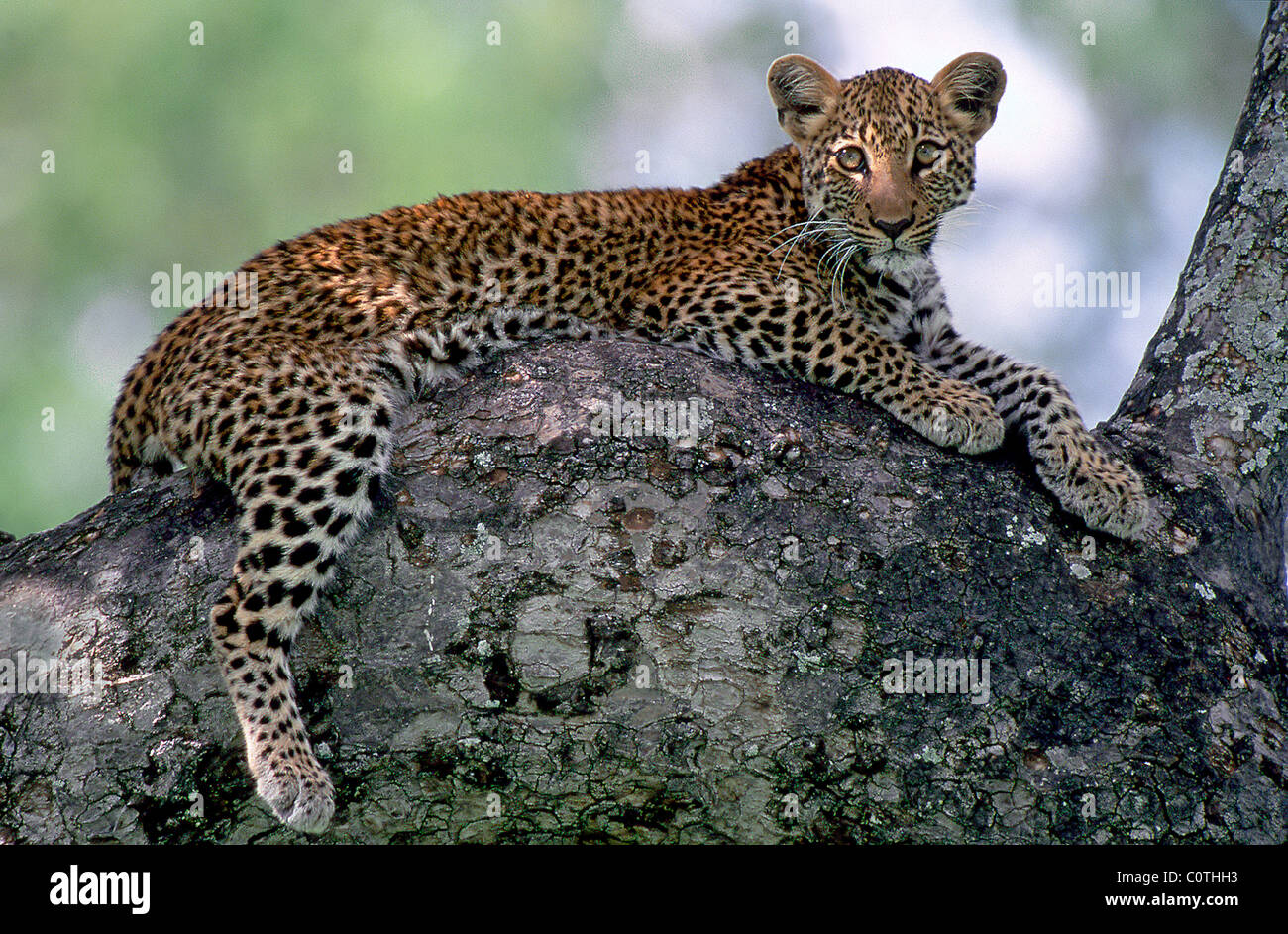 Young Leopard Panthera pardus lying on a tree branch Tarangire National ...