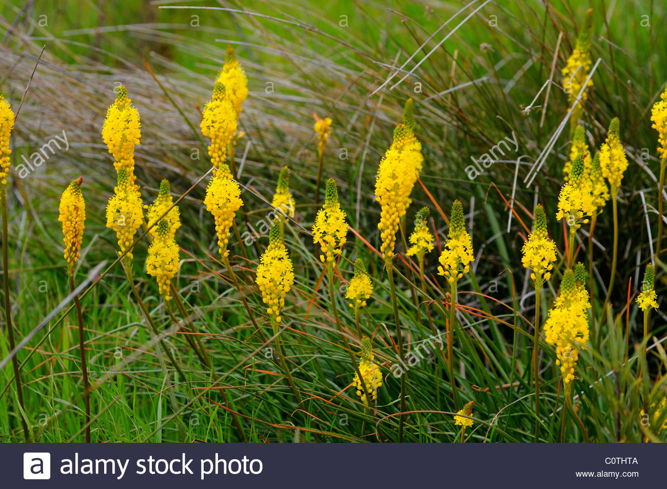 Bulbinella Latifolia Stock Photos & Bulbinella Latifolia Stock Images ...