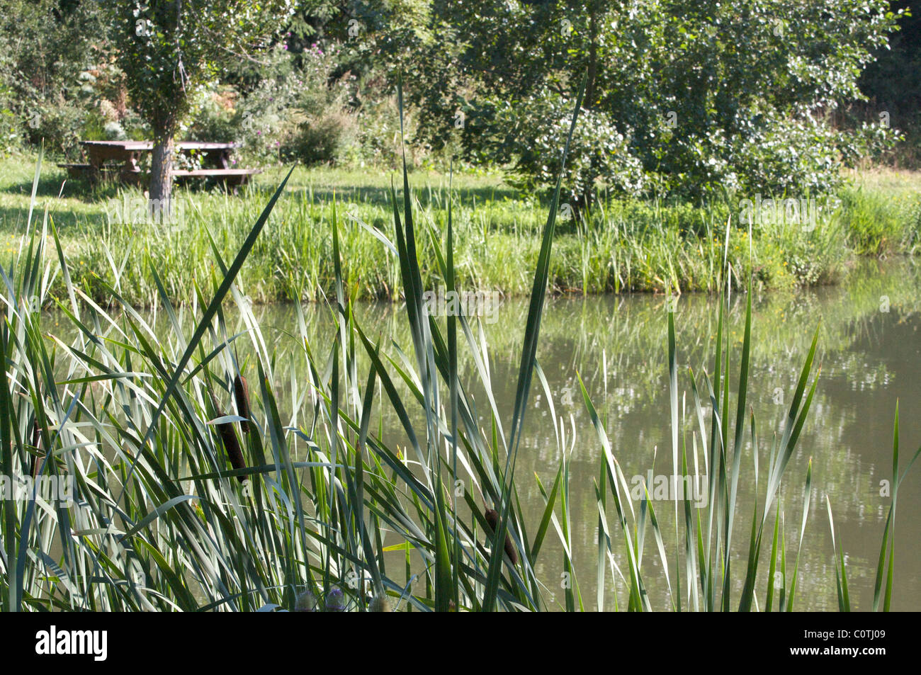 little lake with a bench and green vegetation, reeds, grass and trees ...