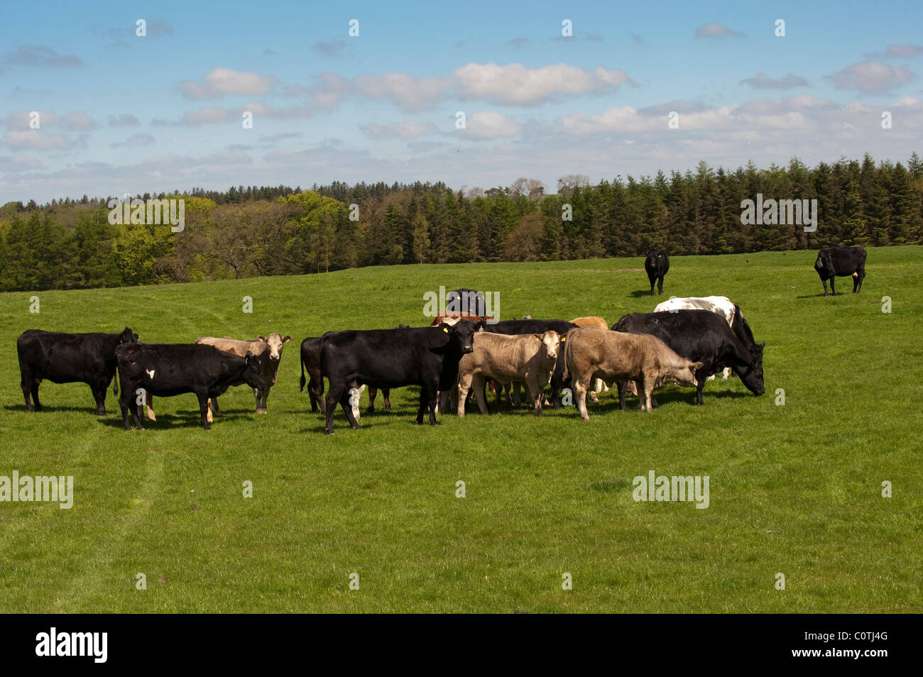 Suckler beef cattle grazing Stock Photo - Alamy