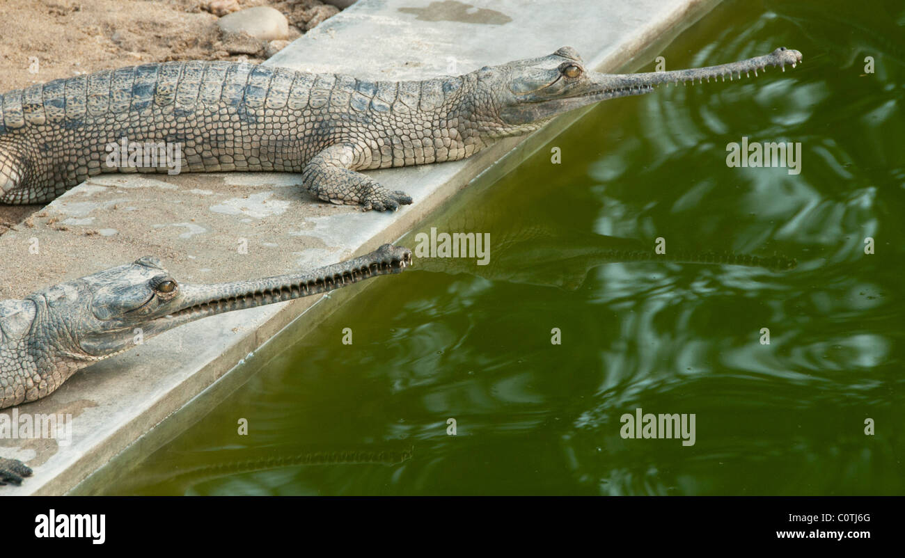 Gharial crocodile hi-res stock photography and images - Alamy
