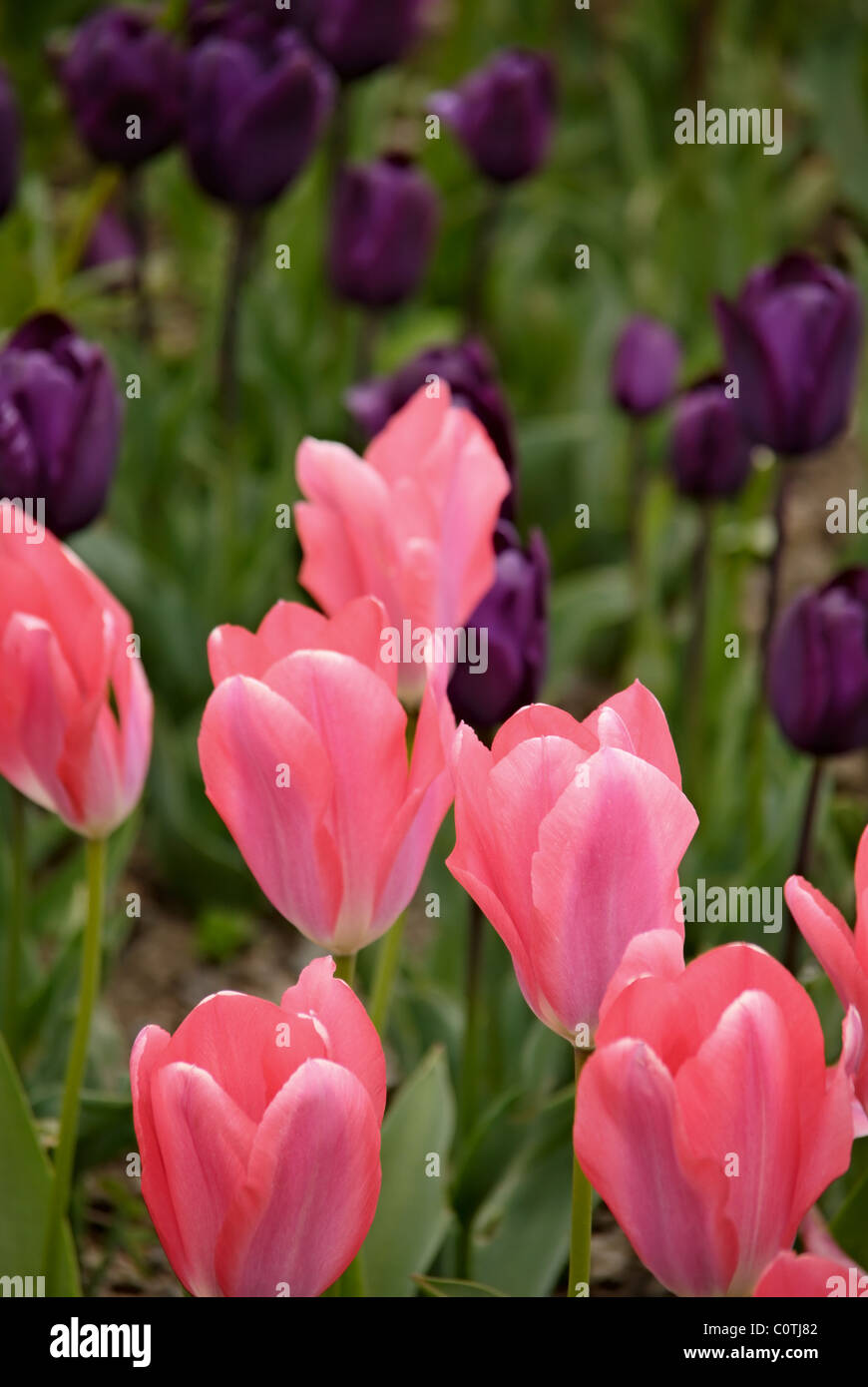 beautiful spring tulips in nature. Close up Stock Photo - Alamy