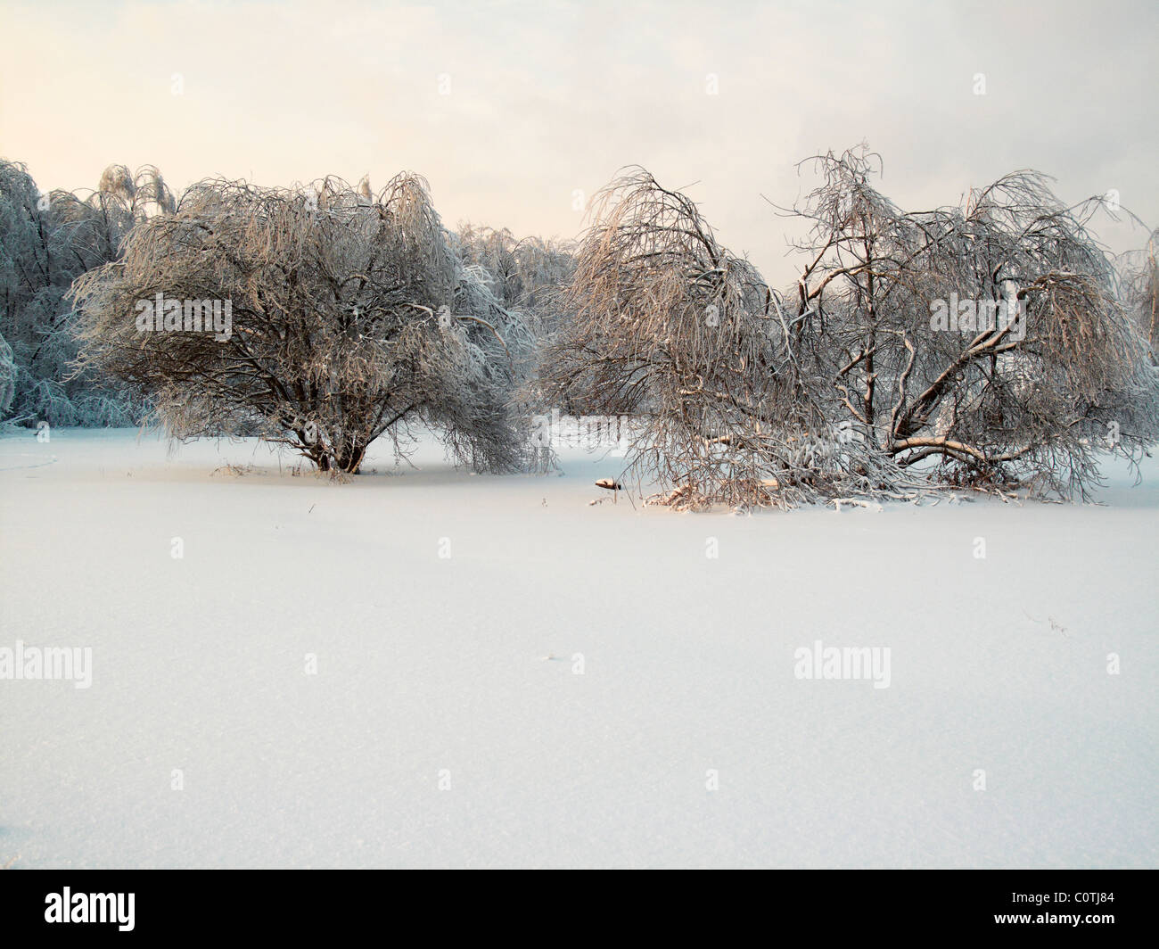 Bitsevski Park (Bitsa Park) in winter after a heavy snowfall. Moscow ...