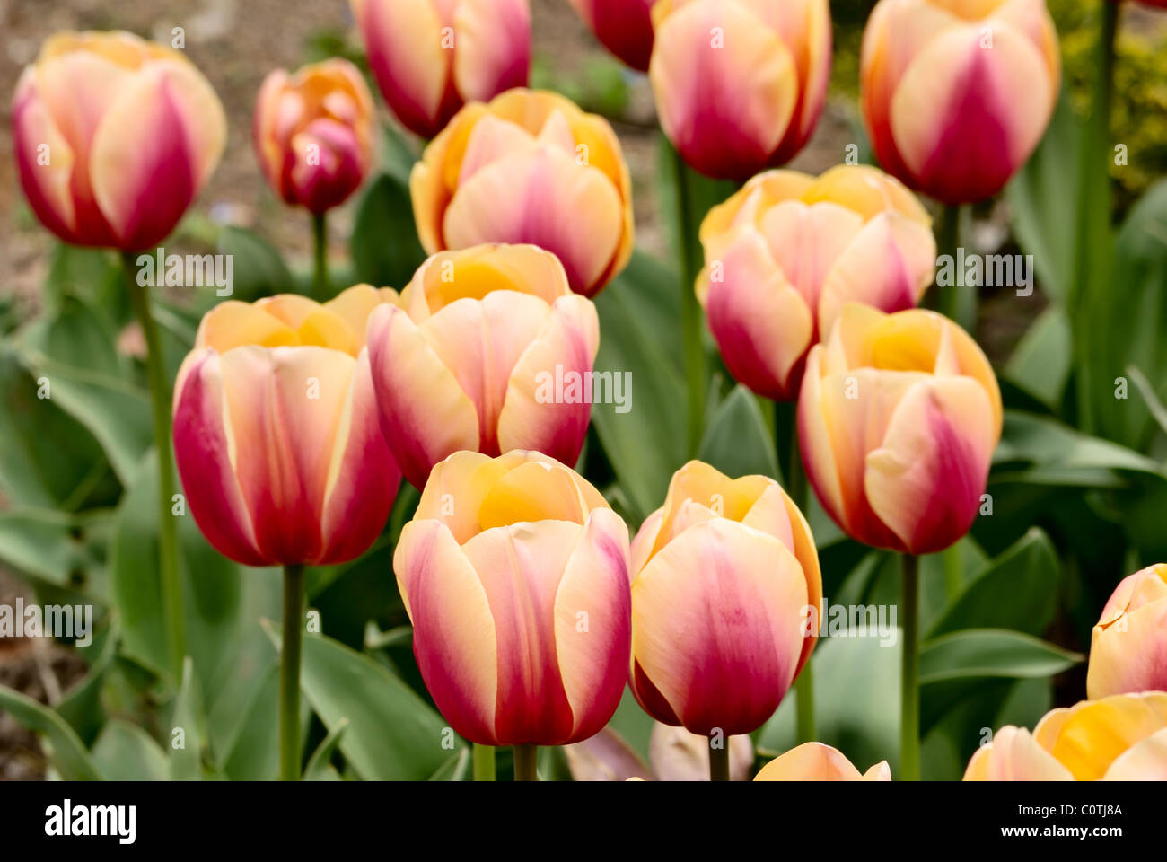 beautiful spring tulips in nature. Close up Stock Photo - Alamy