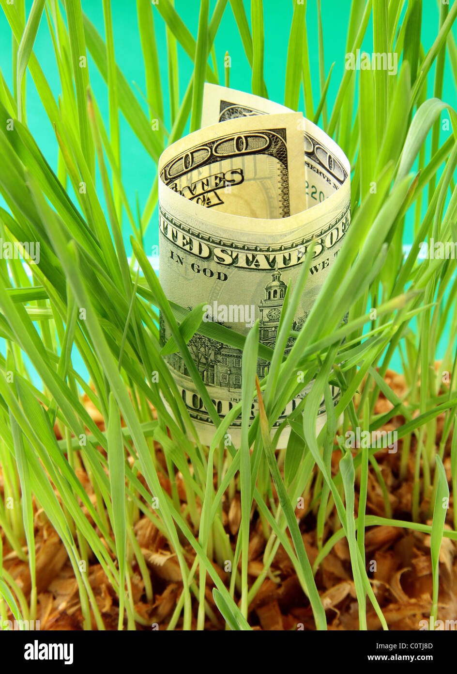 Money Growth.One Hundred dollar bill growing in the green grass Stock ...