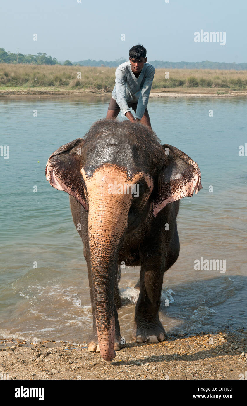Asian elephant and mahout trainer in the Rapti River in Chitwan ...