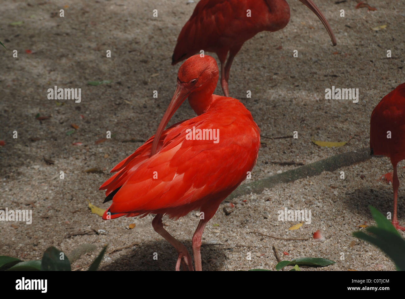 Jurong bird park hi-res stock photography and images - Alamy