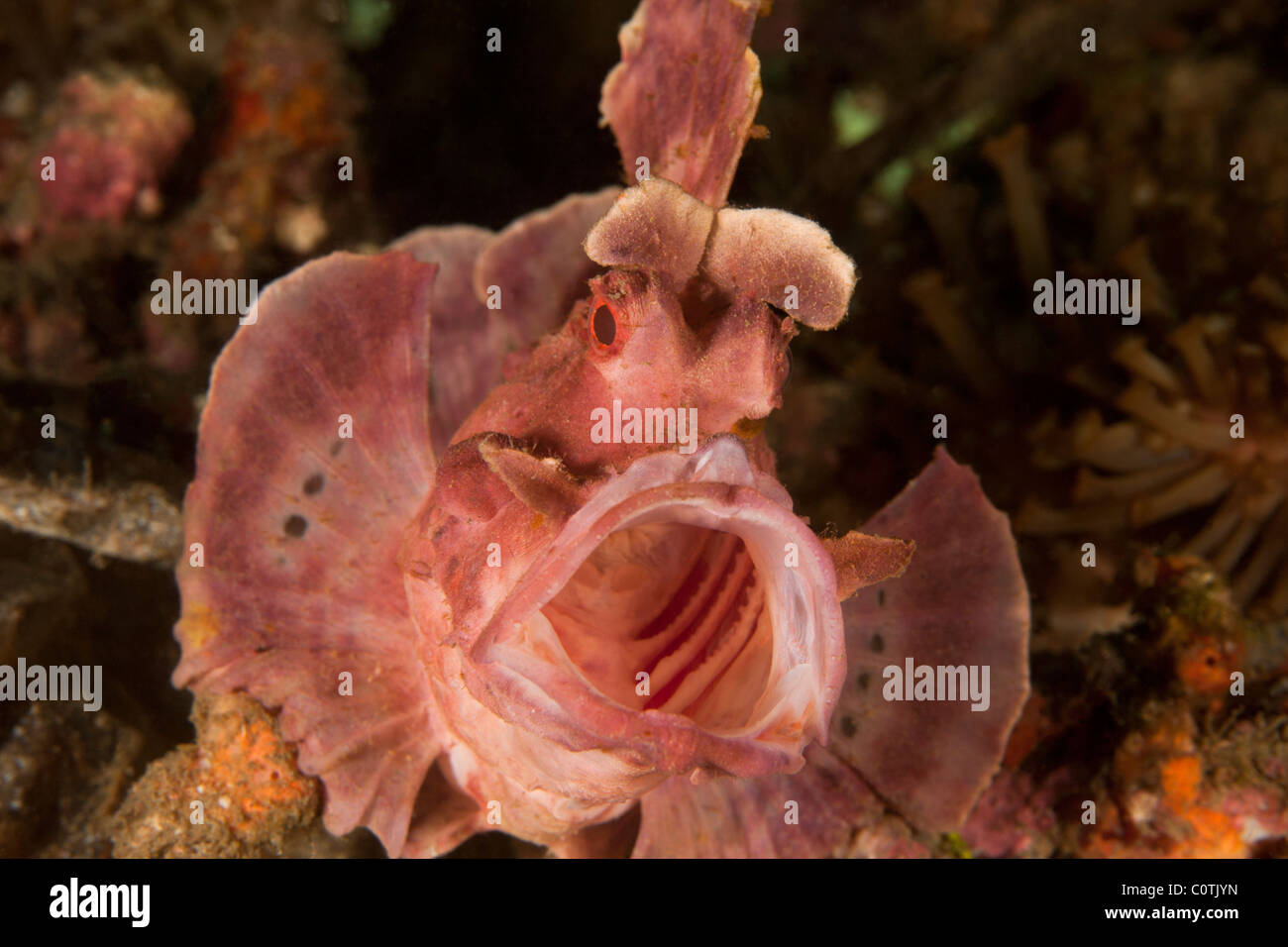 Weedy Scorpionfish (Rhinopias frondosa) with mouth open, Lembeh Strait ...