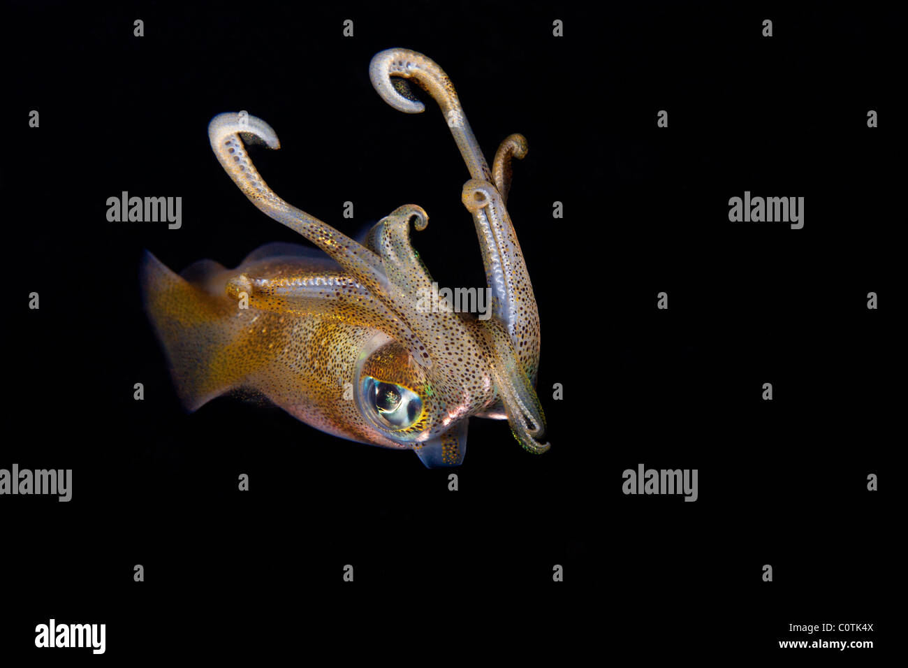 Bigfin Reef Squid (Sepioteuthis lessoniana), Lembeh Strait, North ...