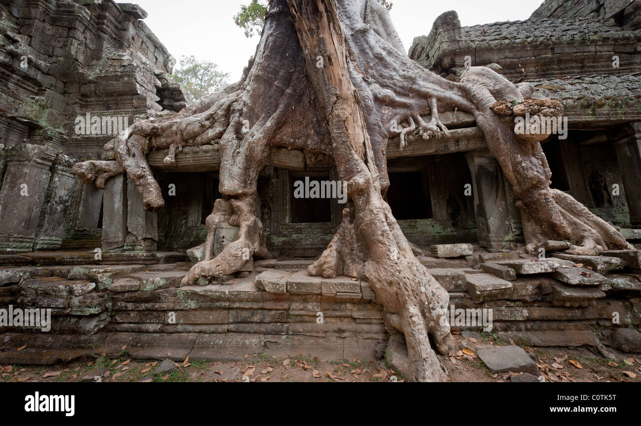 Cambodia jungle tree roots temple hi-res stock photography and images ...