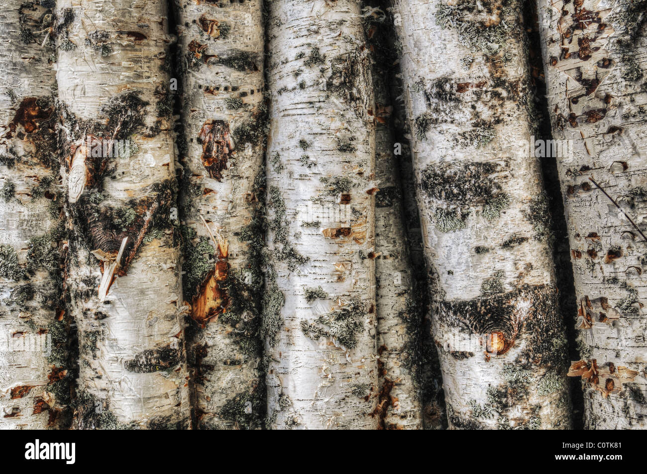 Close-up of a stack of young birch trunk logs Stock Photo - Alamy