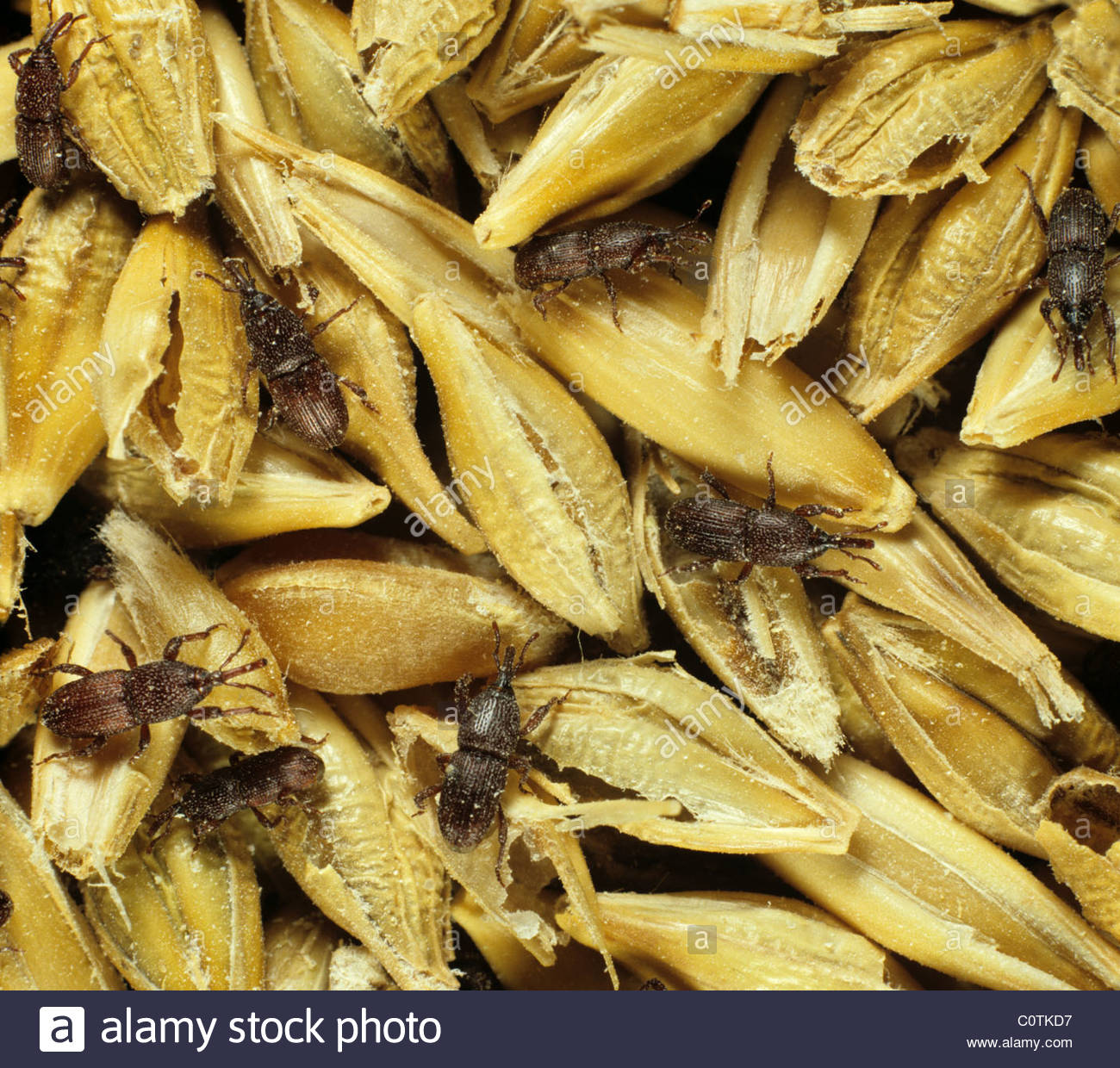 Sitophilus Granarius Stock Photos & Sitophilus Granarius Stock Images ...