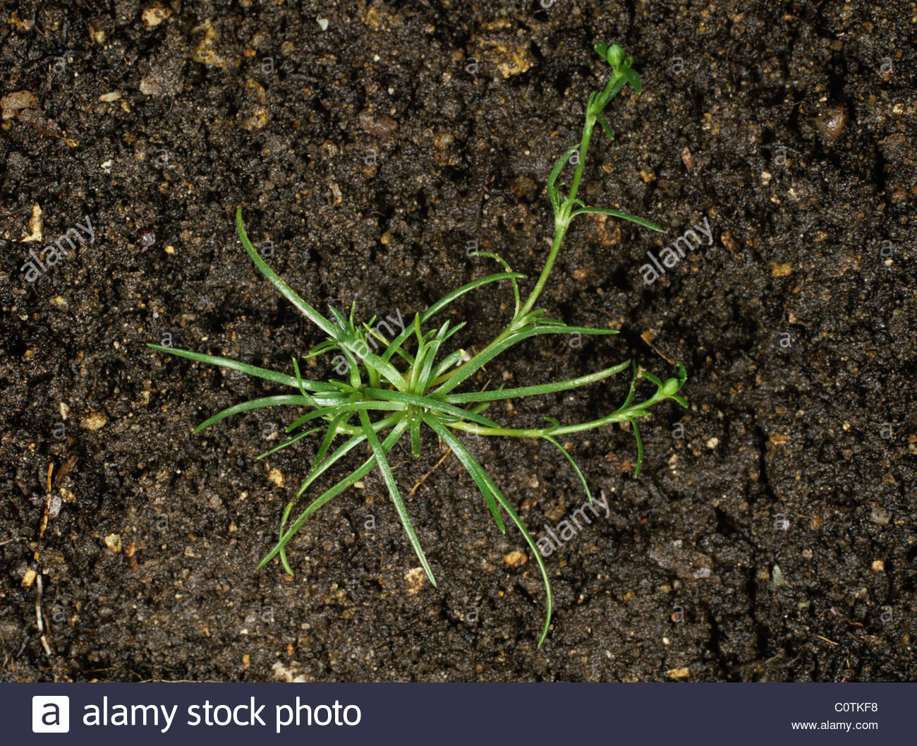 Pearlwort High Resolution Stock Photography and Images - Alamy