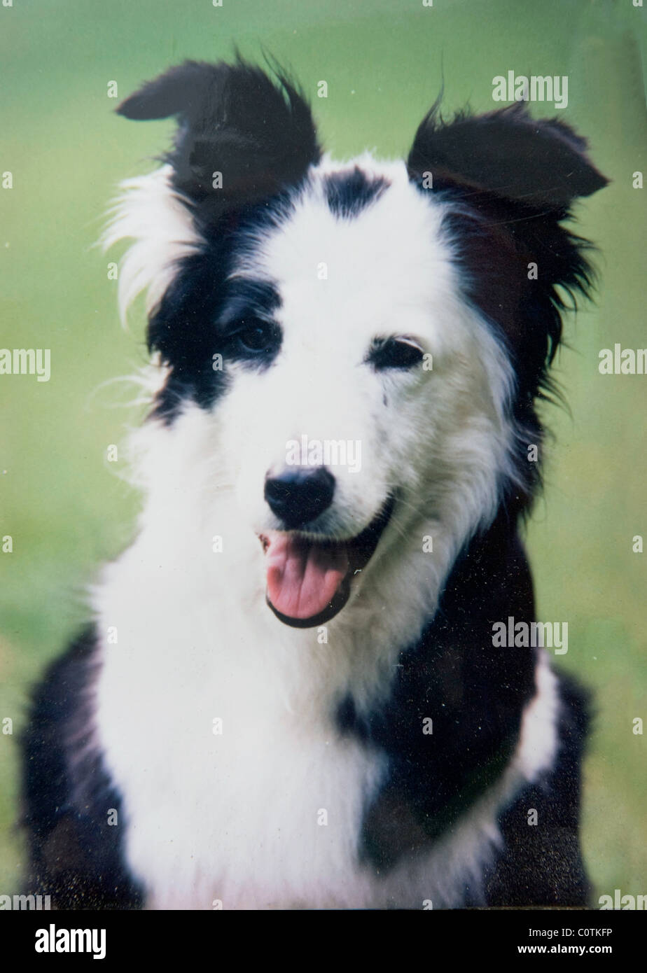 Working with sheep border collie hi-res stock photography and images ...