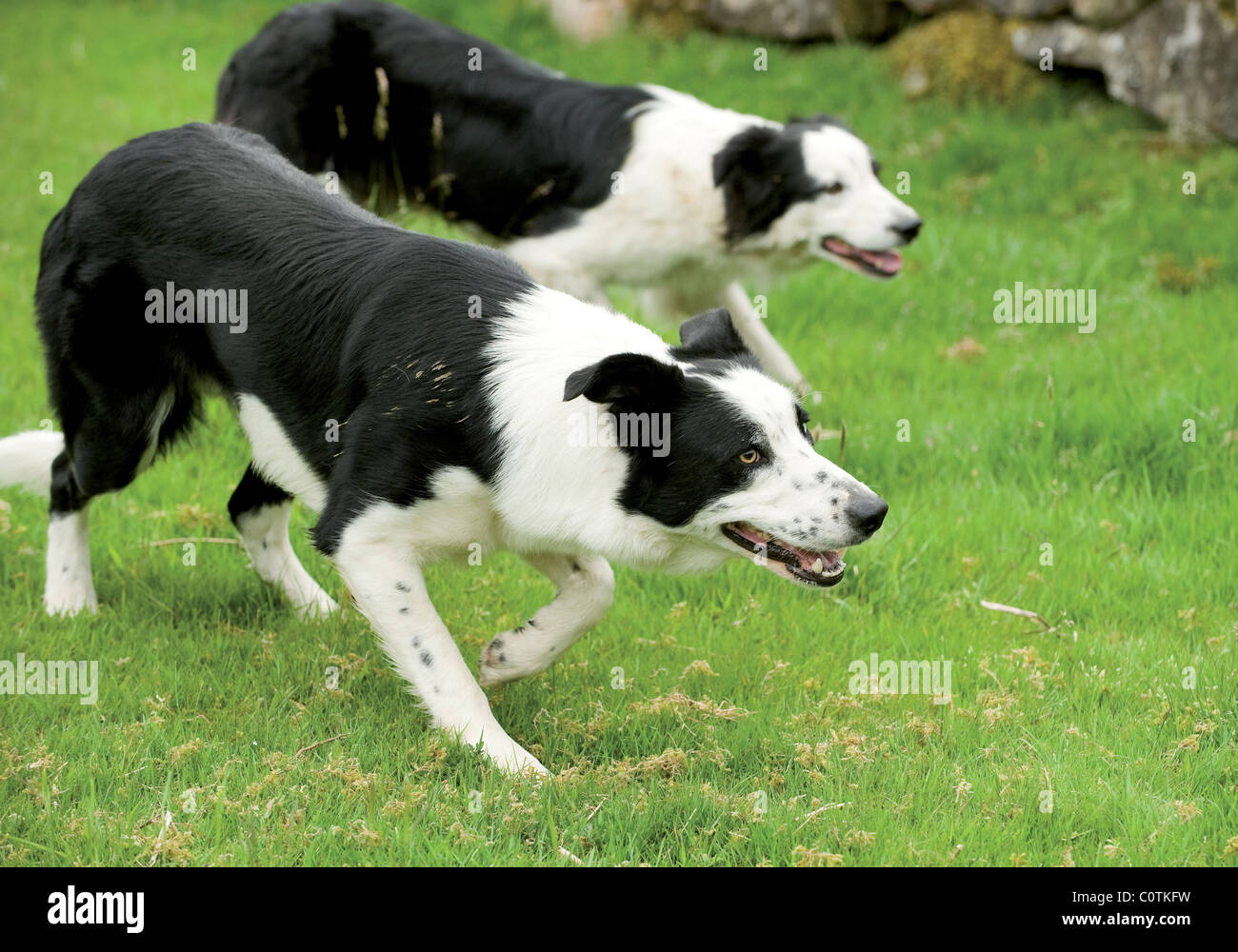 Working sheep dogs hi-res stock photography and images - Alamy