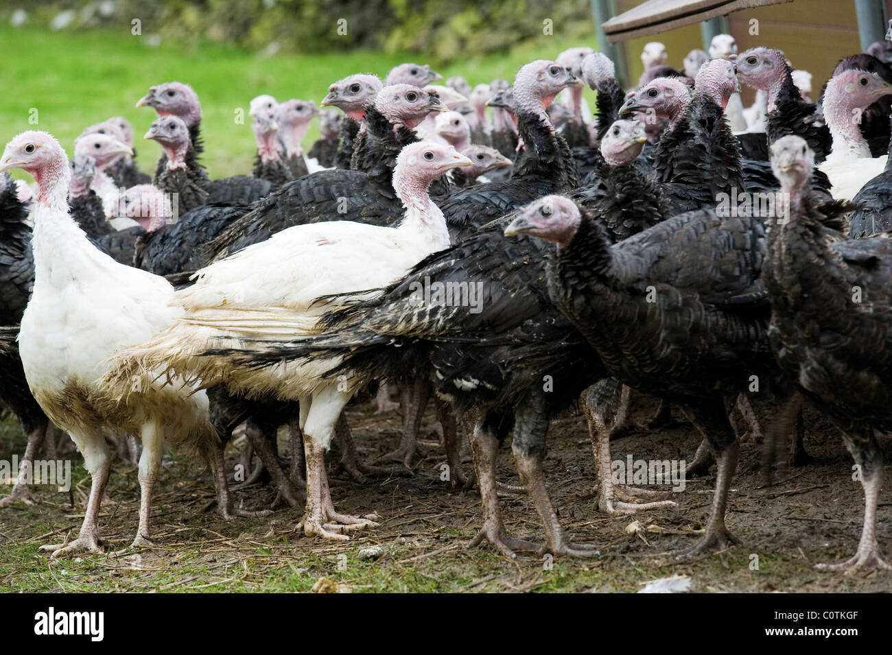 Group of free range turkeys Stock Photo - Alamy