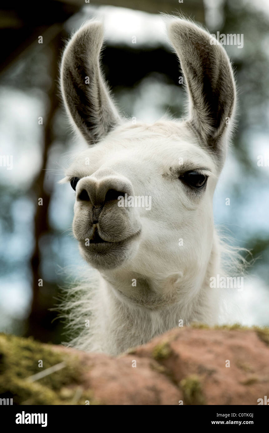 Close-up of a Llama Stock Photo - Alamy