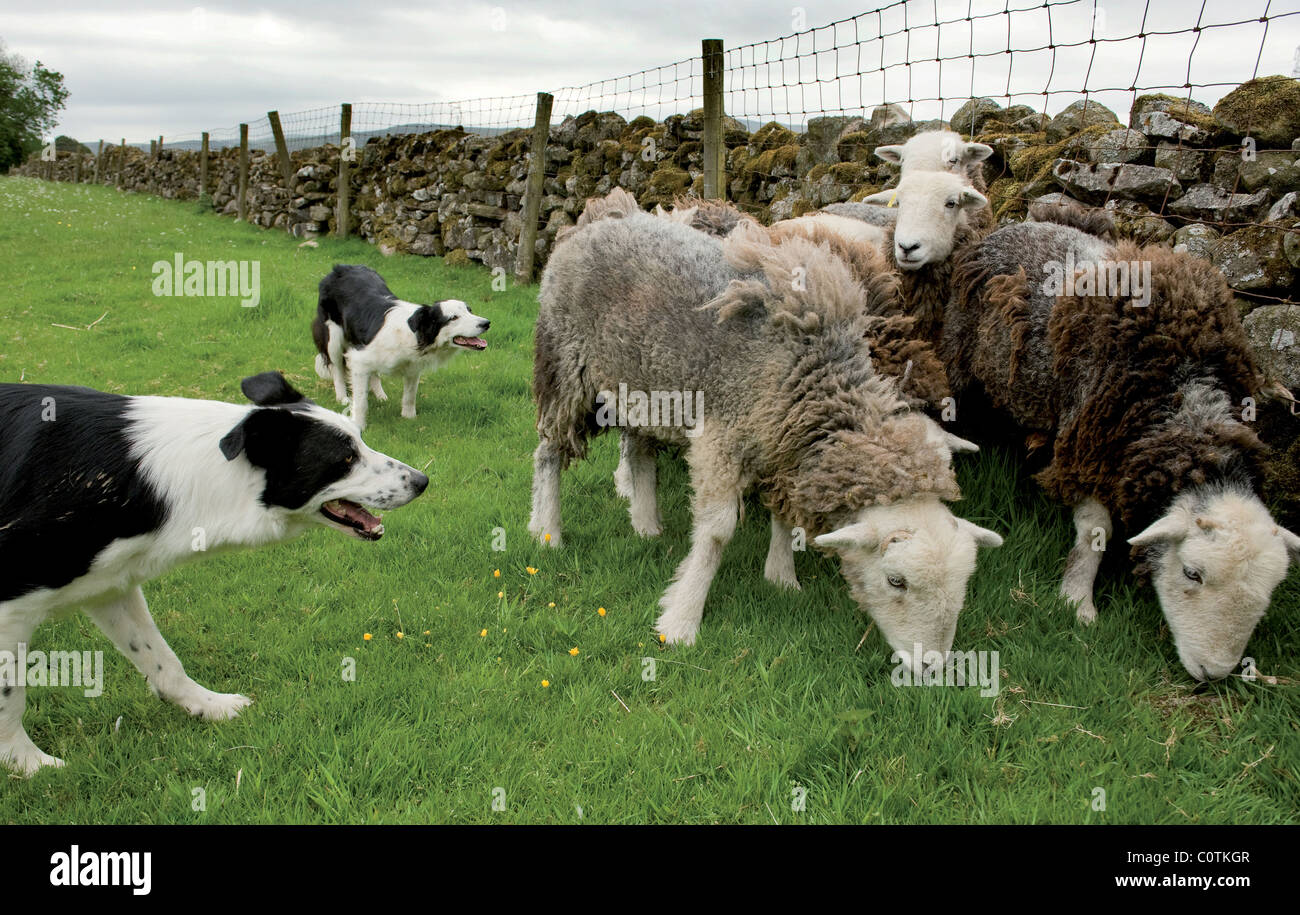 Working with sheep border collie hi-res stock photography and images ...