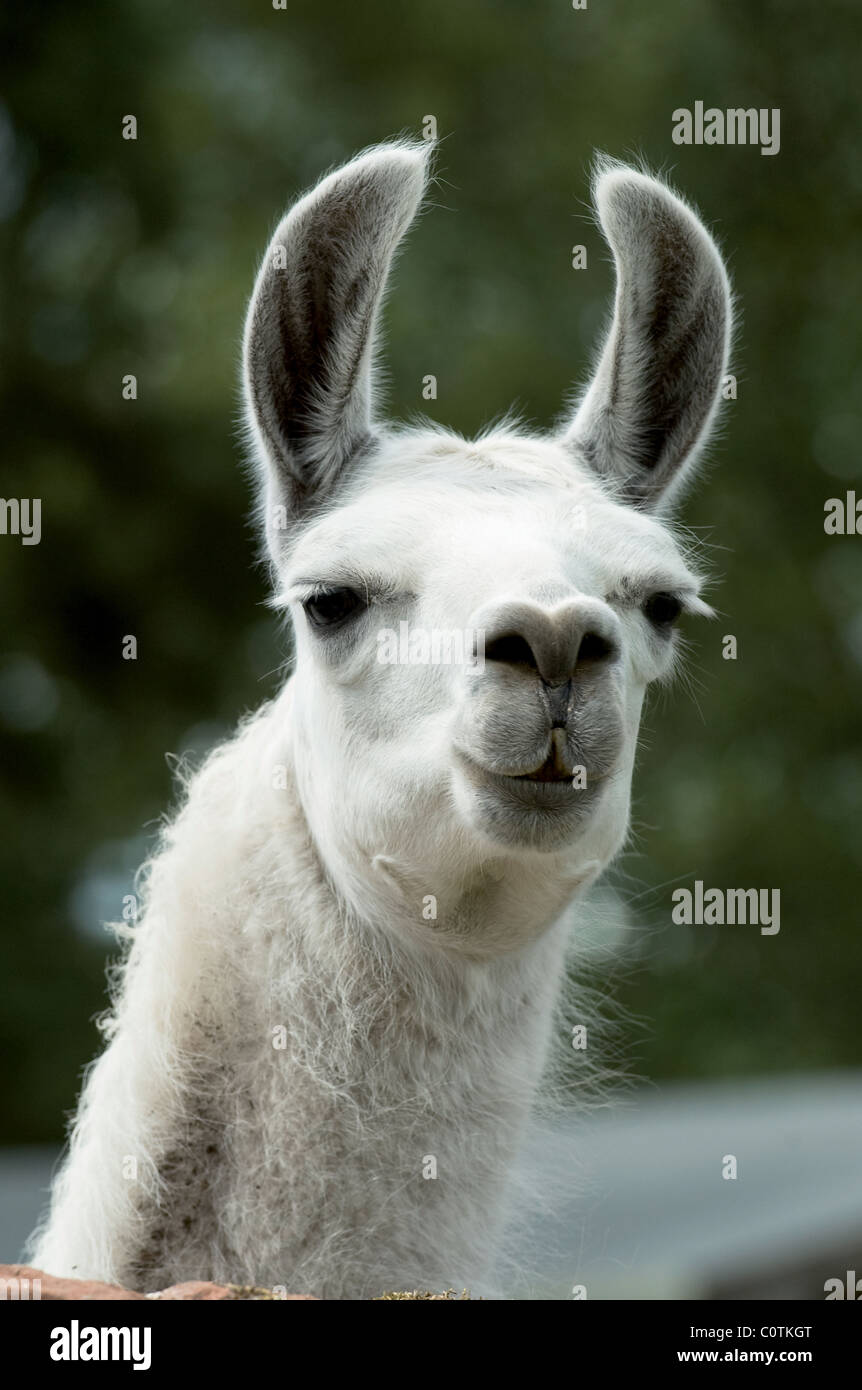 Close up llama hi-res stock photography and images - Alamy