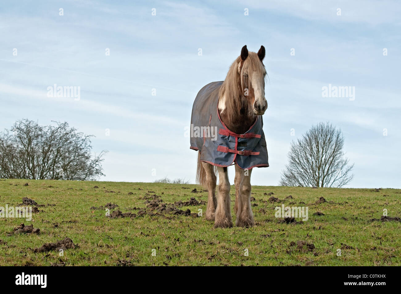 Horse wearing coat hi-res stock photography and images - Alamy