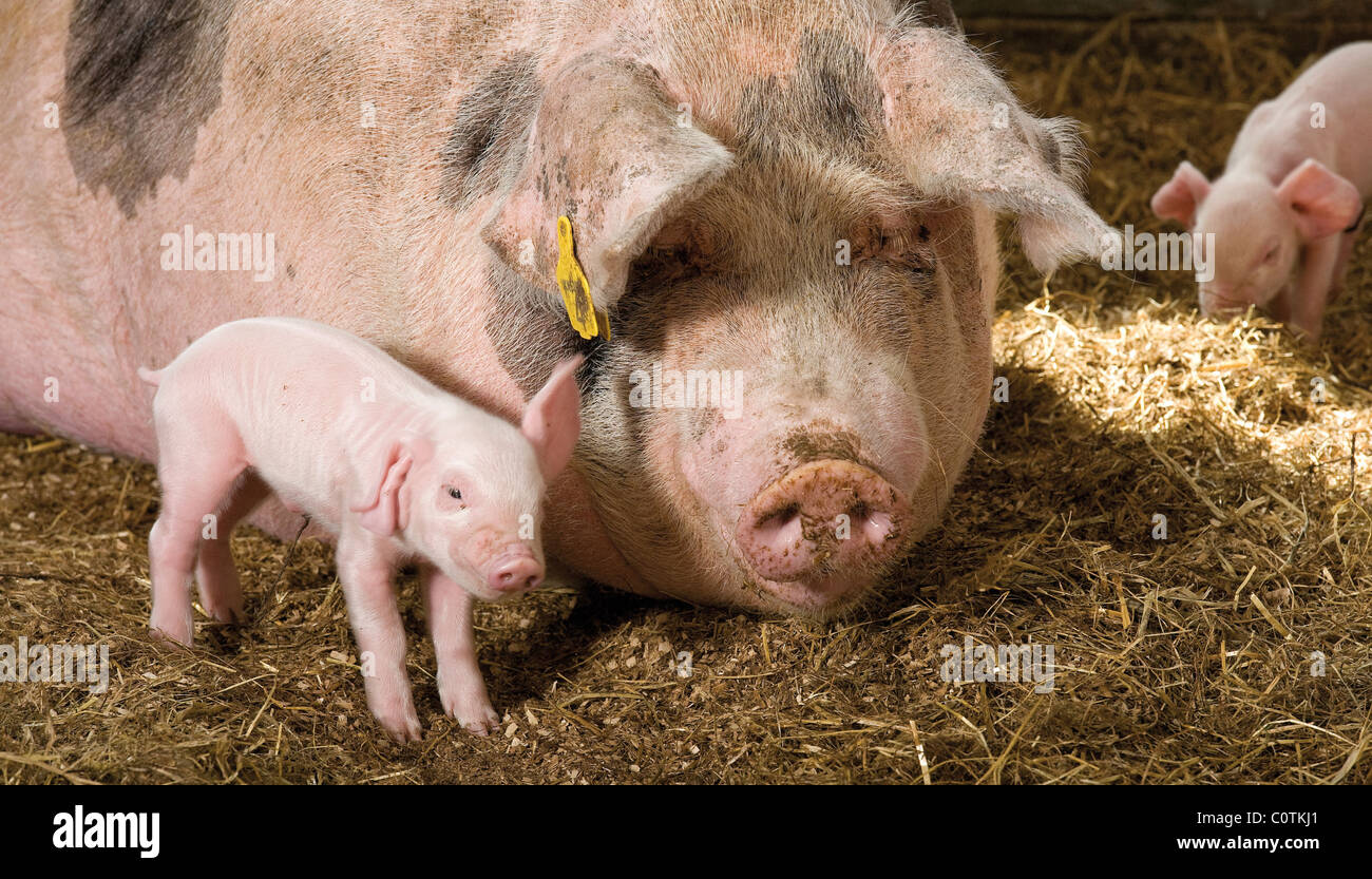 Cross breed pig hi-res stock photography and images - Alamy