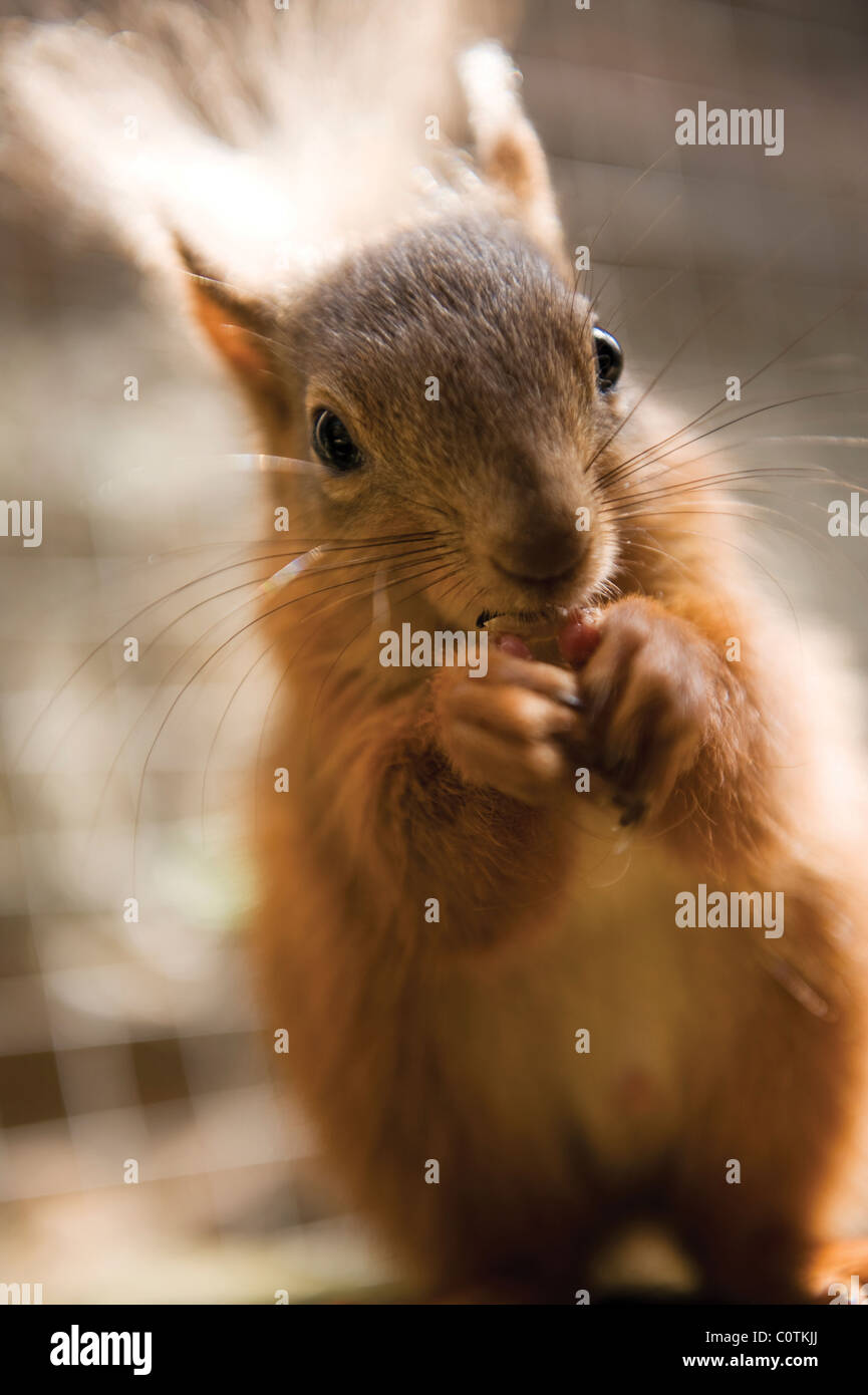 Red squirrel lake district hi-res stock photography and images - Alamy
