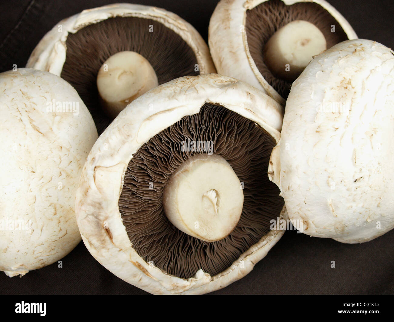 Large fungi hi-res stock photography and images - Alamy