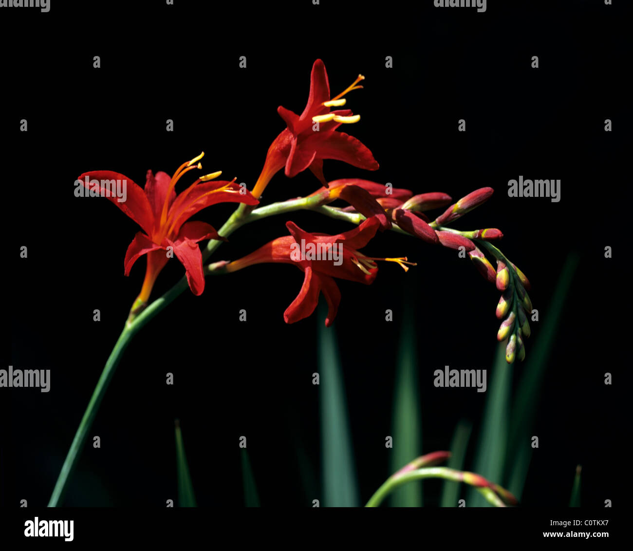 Crocosmia spitfire hi-res stock photography and images - Alamy