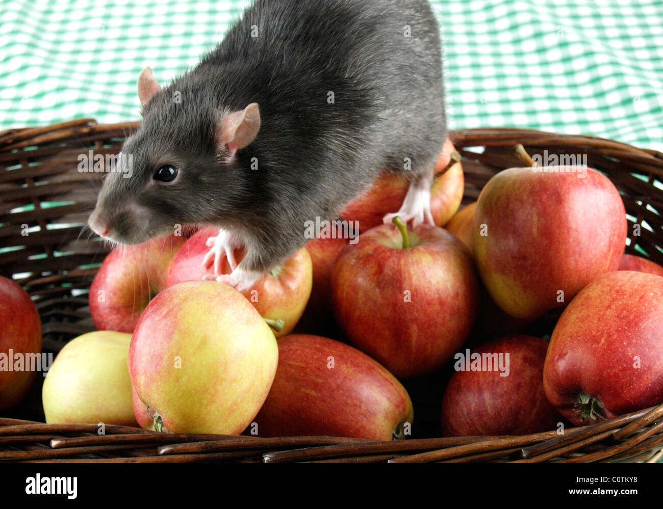 Rat on apples Stock Photo - Alamy