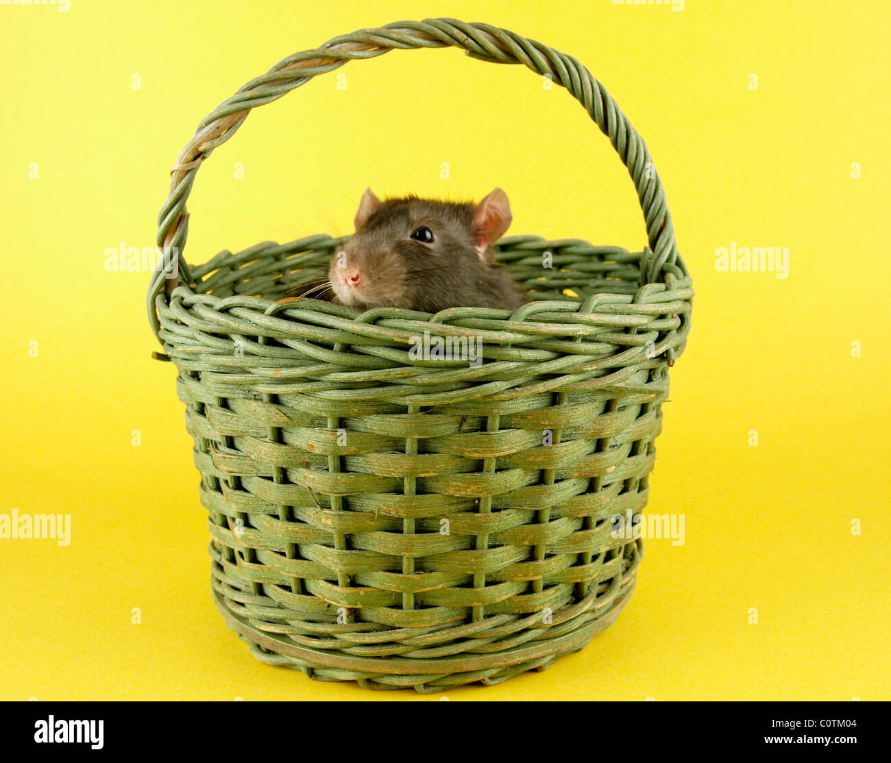 Rat in a basket Stock Photo - Alamy