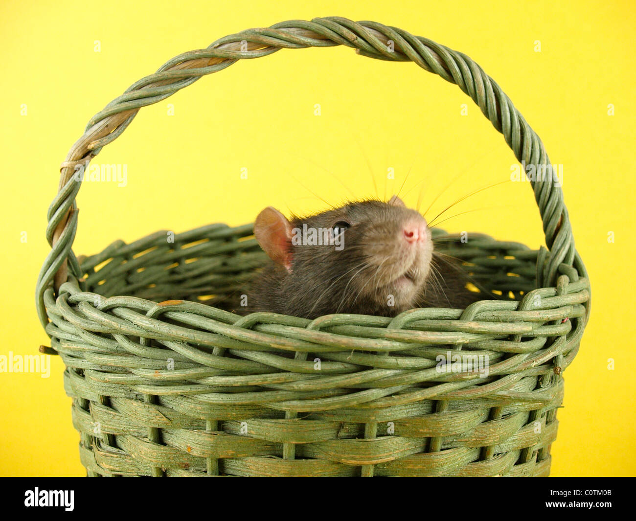Rat cut out hi-res stock photography and images - Alamy