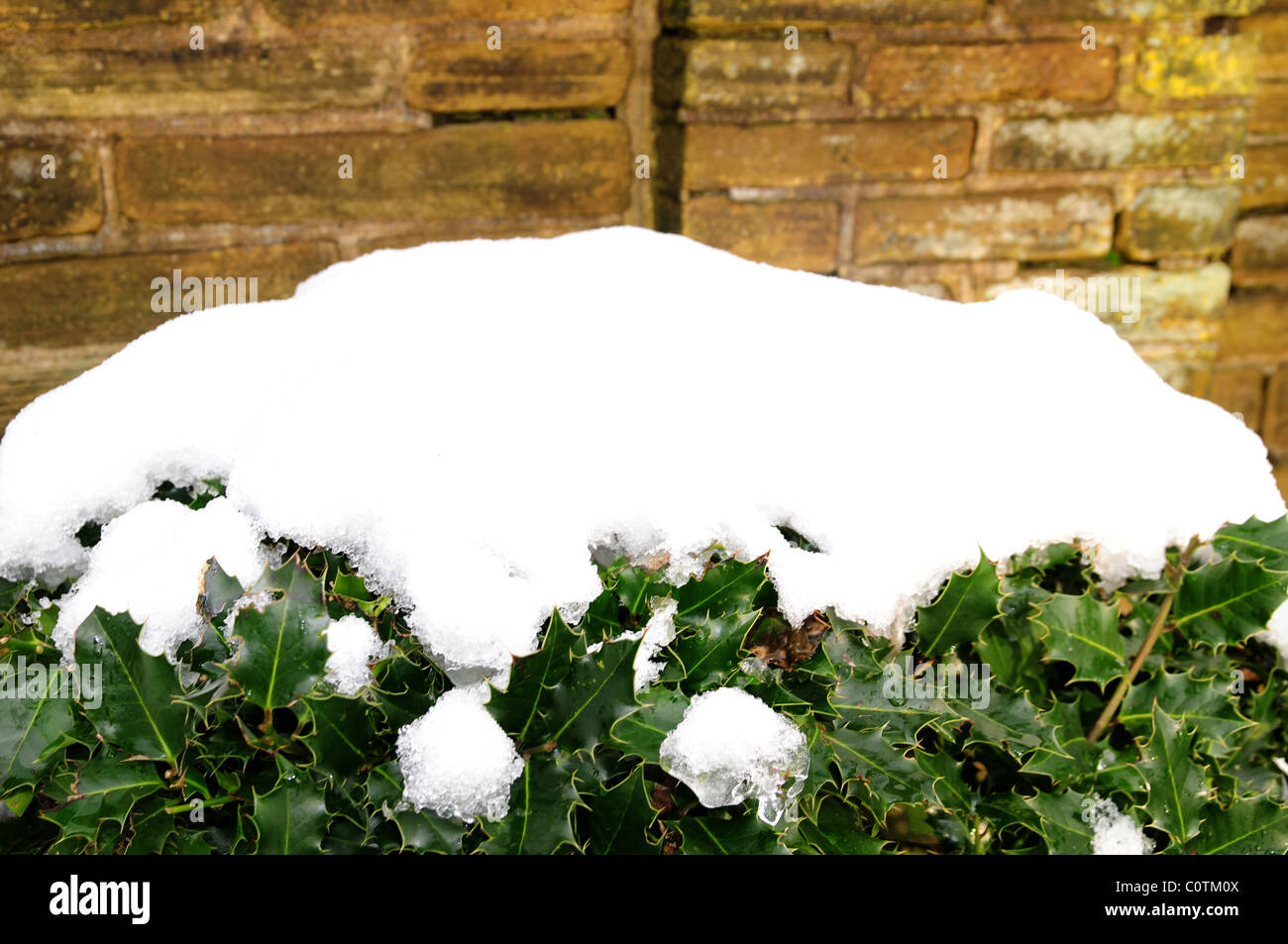 Holly snow hi-res stock photography and images - Alamy