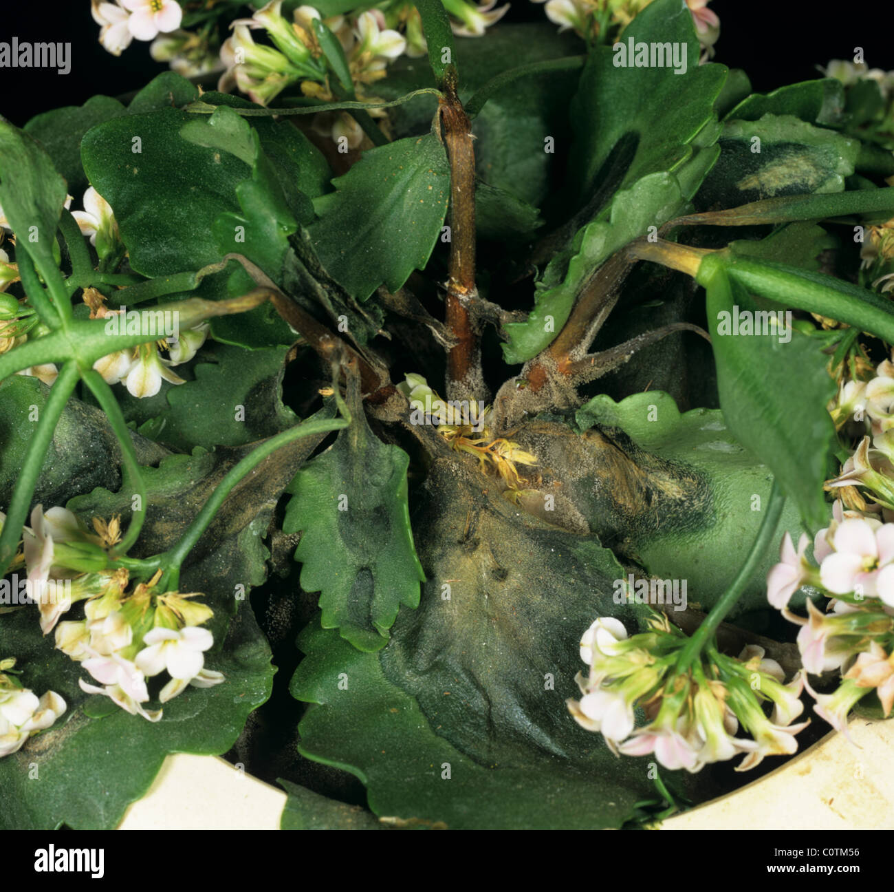 Grey mould (Botrytis cinerea) diseased leaves on a Kalanchoe pot plant ...