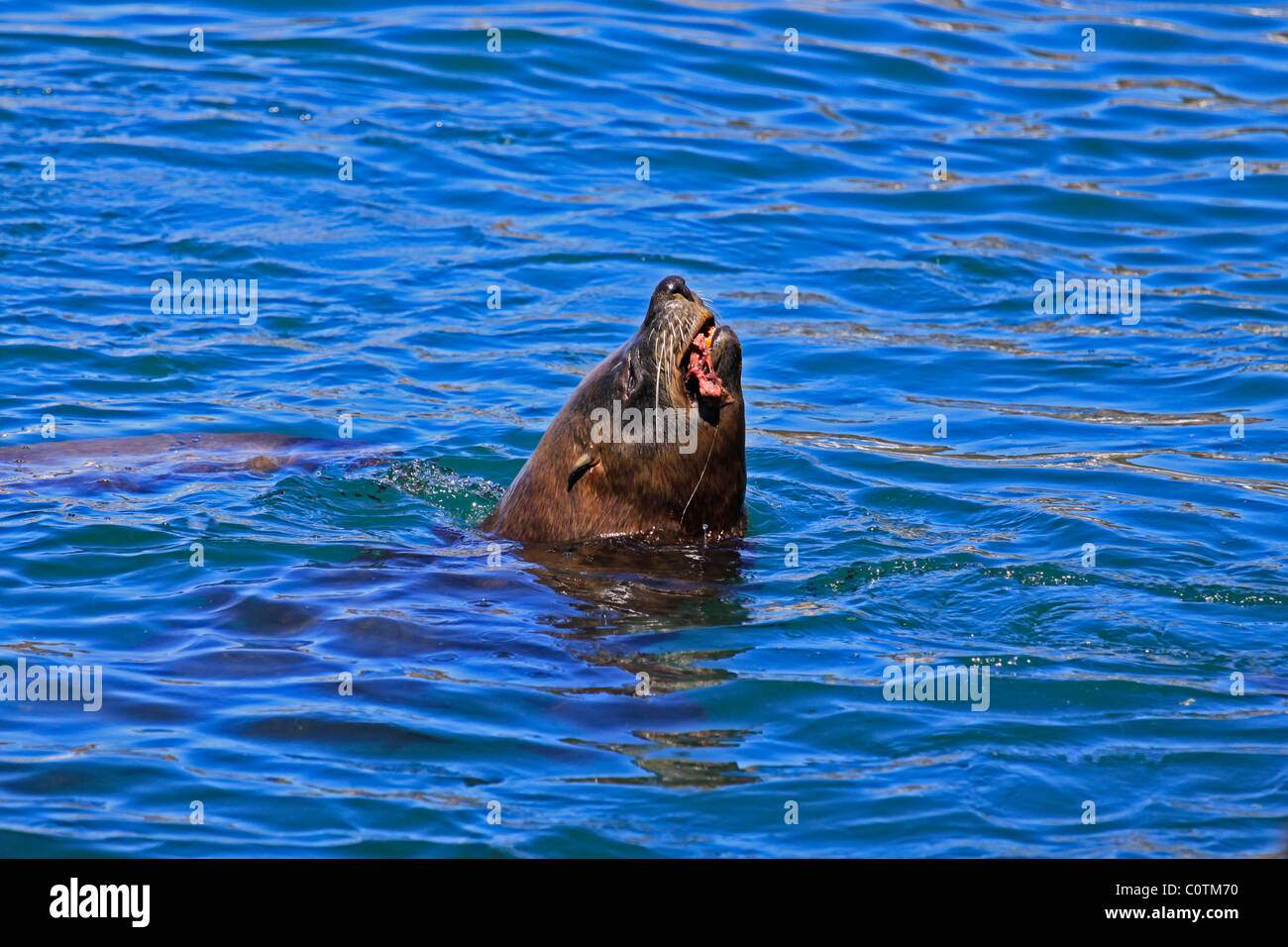 Harbor Seal Eating Fish