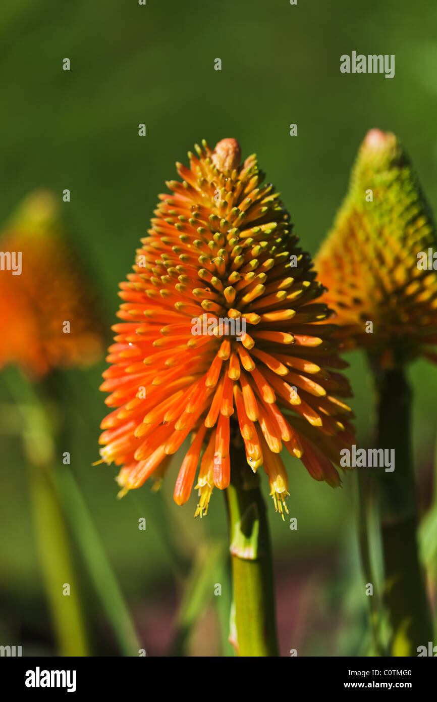 Red Hot Polka (Kniphofia Rooperi Stock Photo - Alamy