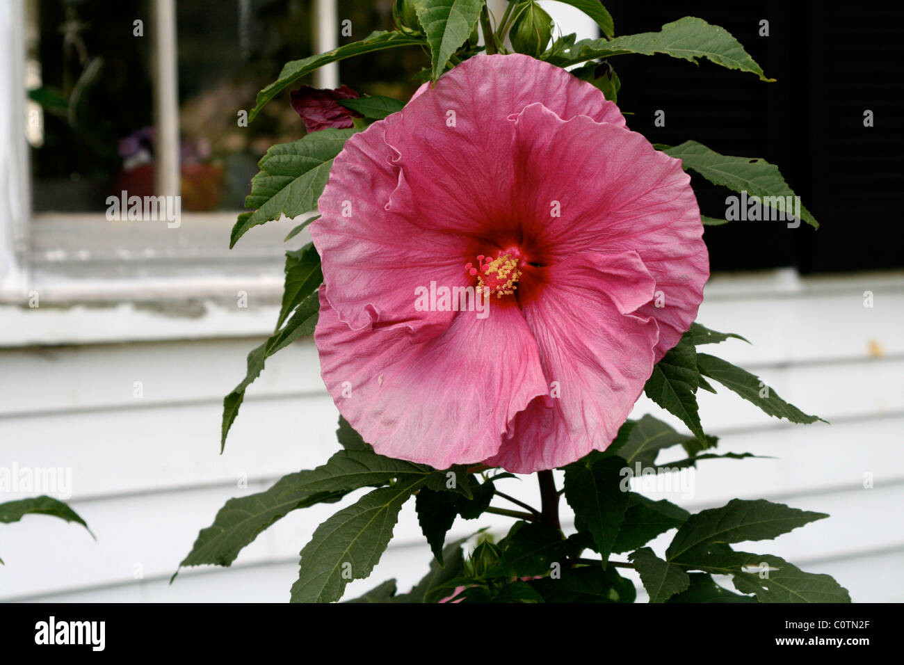 A farmhouse flower Stock Photo - Alamy