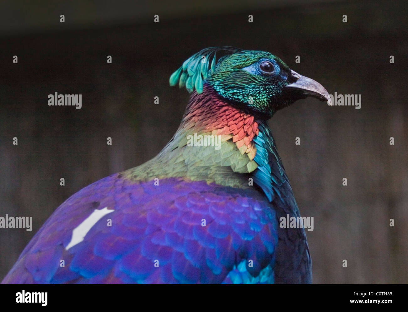 Male Himalayan Monal ( lophophorus impejanus Stock Photo - Alamy