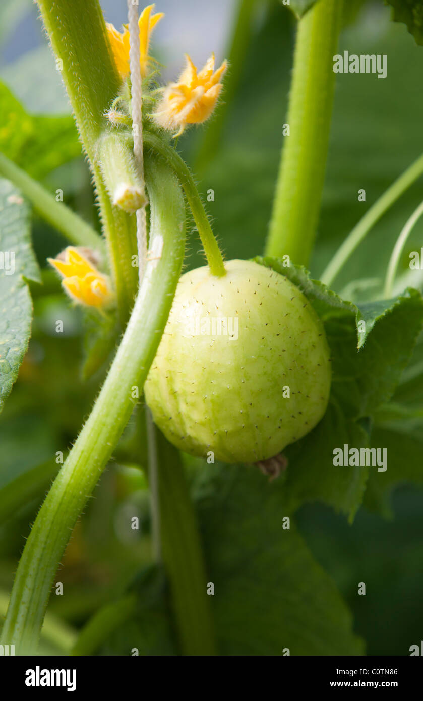 Growing beginning of a Cucumber ( Cucumis sativus ) vegetable , Finland ...