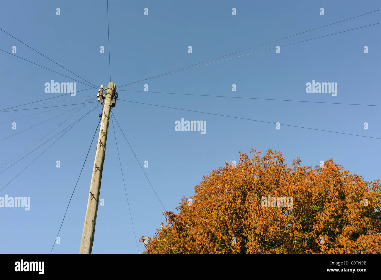 Pylon and tree, Southwold, Suffolk, UK Stock Photo - Alamy