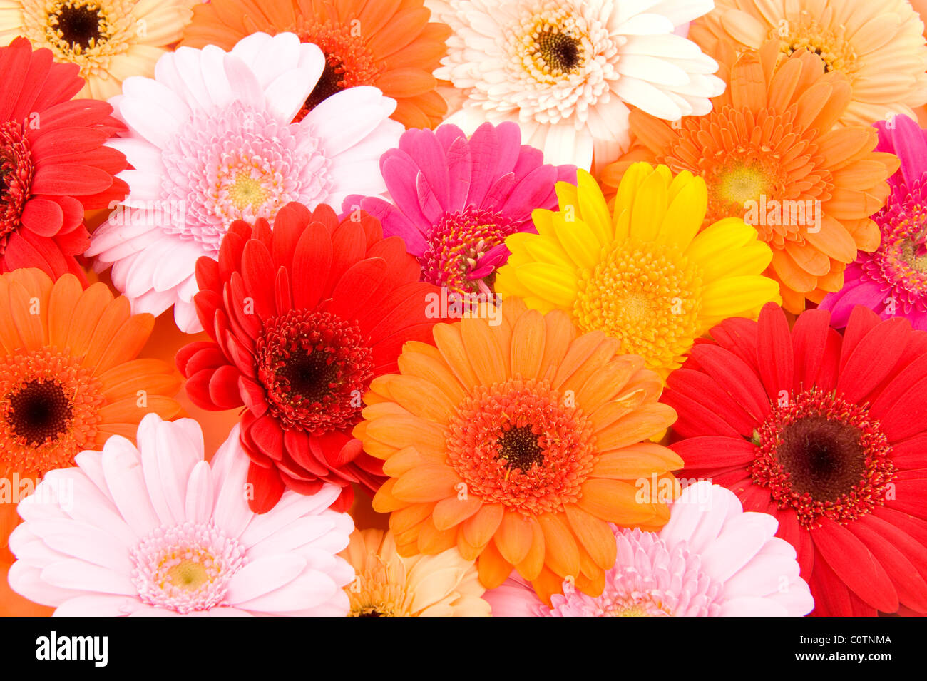 Colorful Gerber flowers in different colors as a background Stock Photo ...