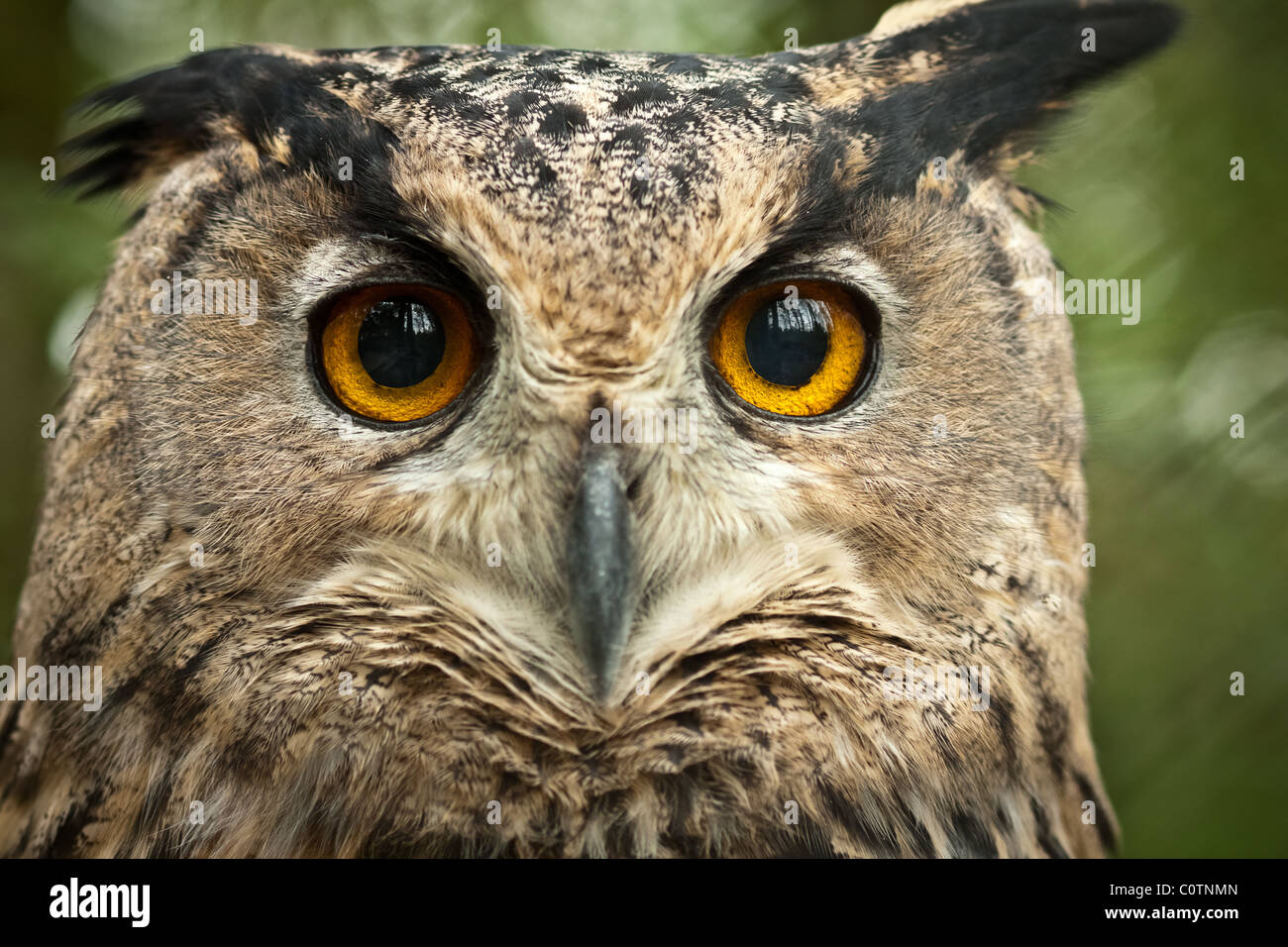 Dusky eagle owl Stock Photo - Alamy