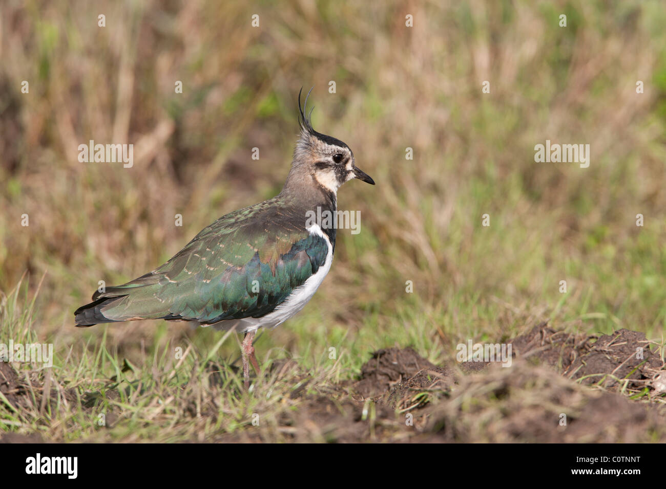 Northern Lapwing Vanellus vanellus adult male on the ground with crown ...