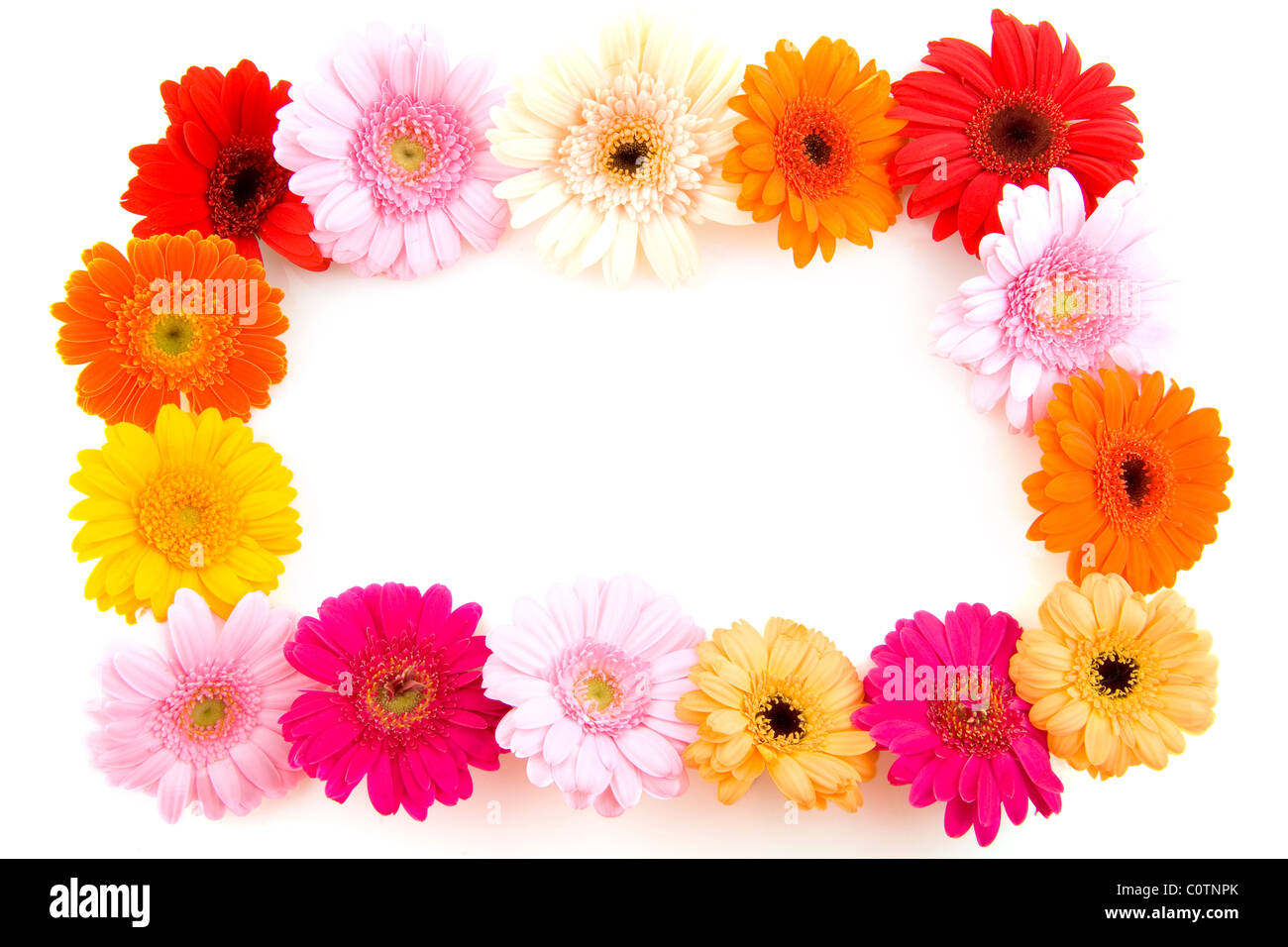 colorful flower frame with Gerber in different colors Stock Photo - Alamy