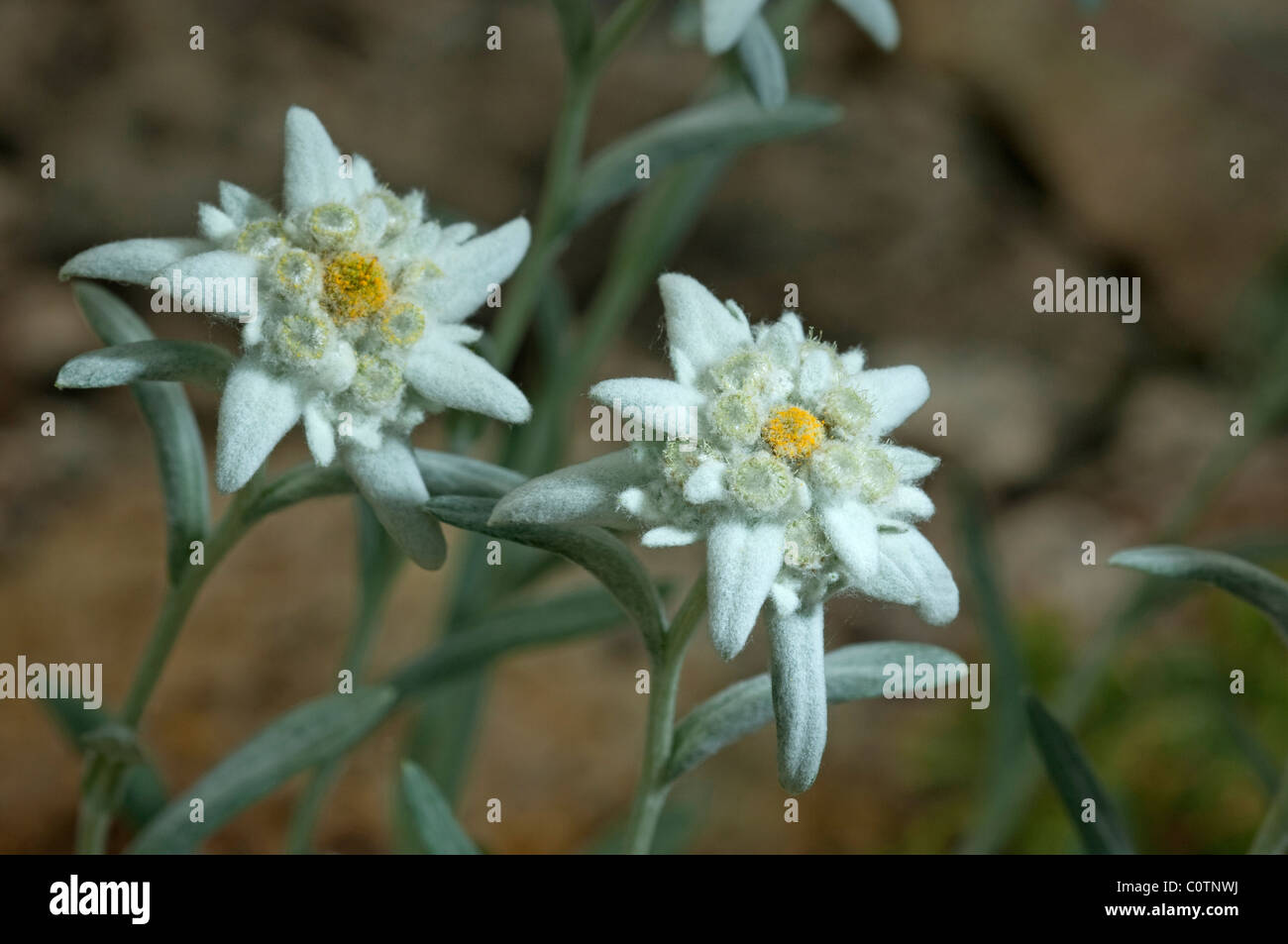 Edelweiss leontopodium alpinum hi-res stock photography and images - Alamy