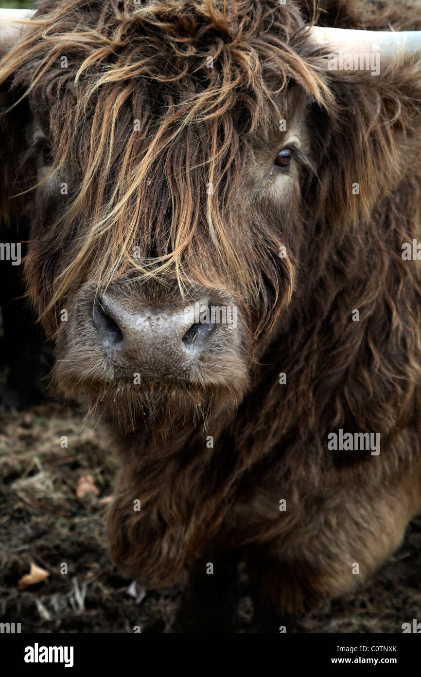 a cow on a farm Stock Photo - Alamy