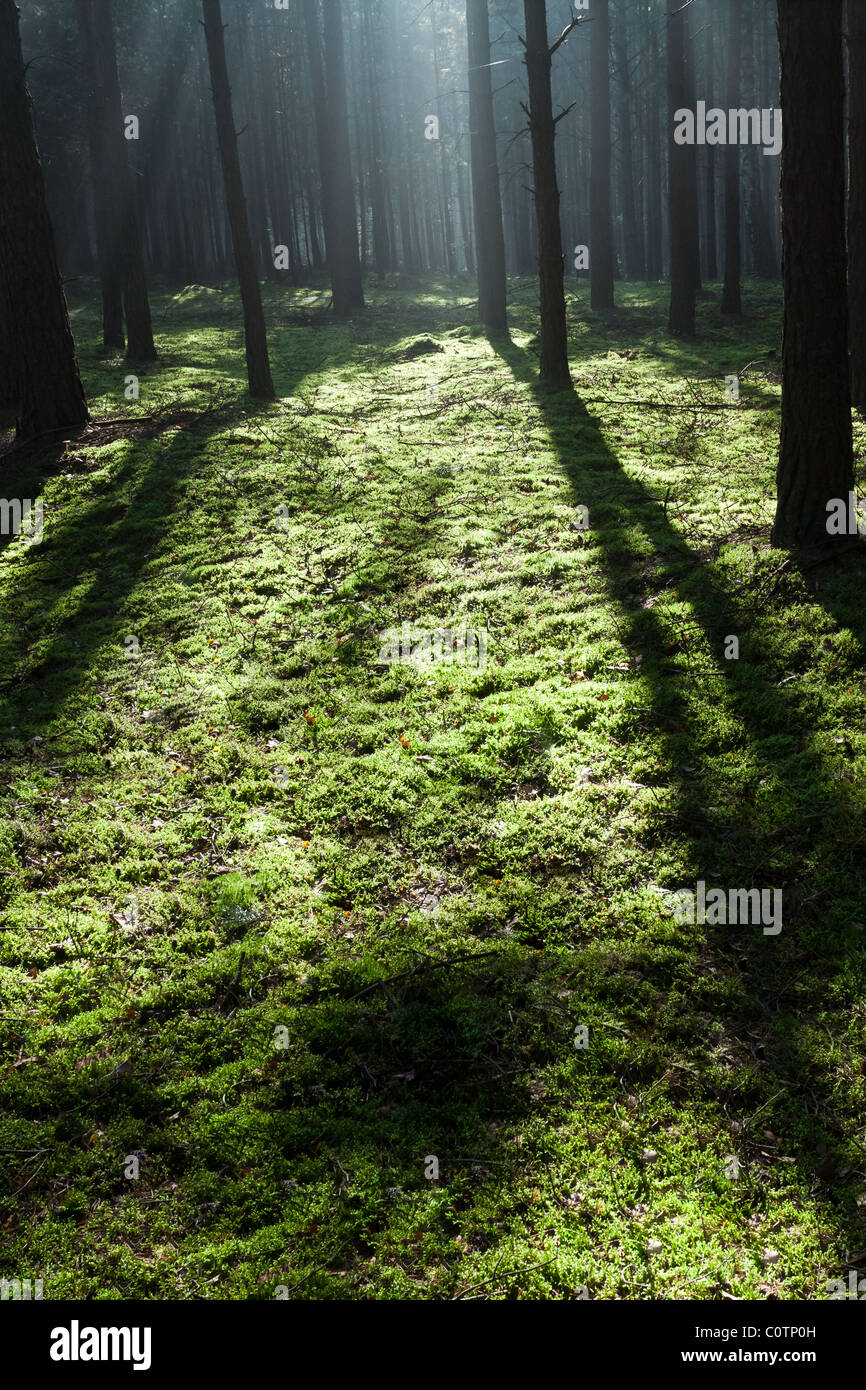 Misty old forest Stock Photo - Alamy