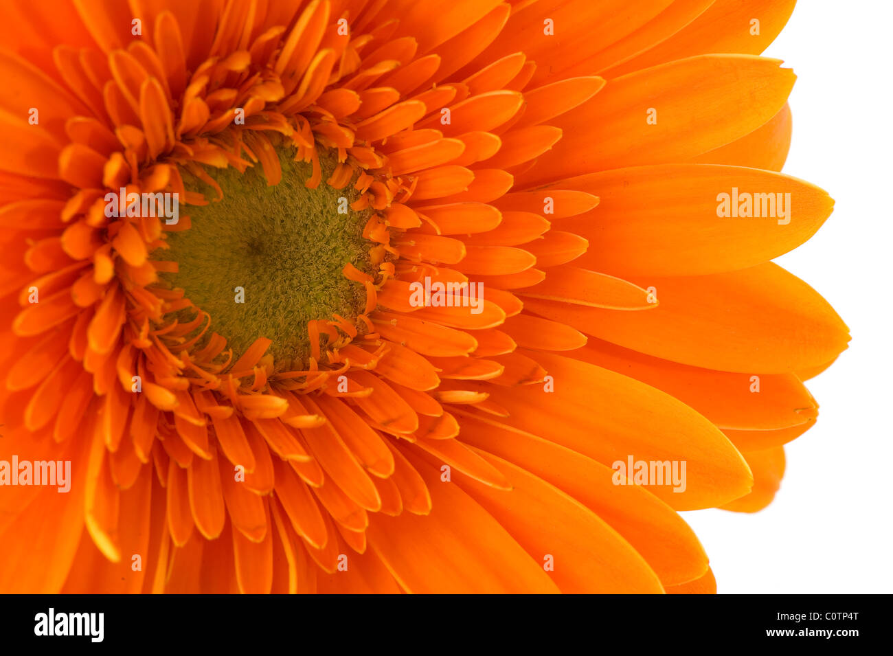 Orange Gerber in macro on white background Stock Photo - Alamy