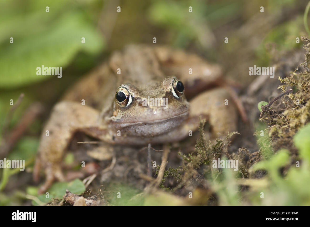 A Common frog sitting amongst primroses in the British Countryside ...