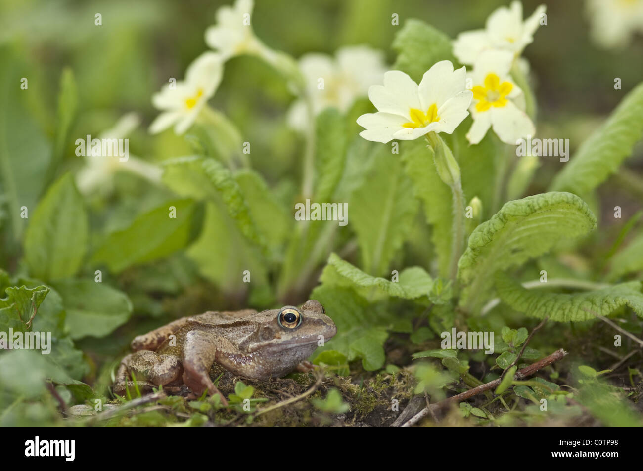 A Common frog sitting amongst primroses in the British Countryside ...